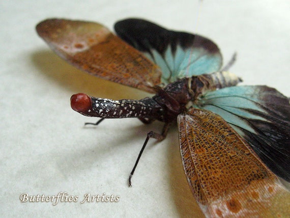 Pyrops Pyrorhyncha Red Nose Clown Lanternfly Entomology - Etsy