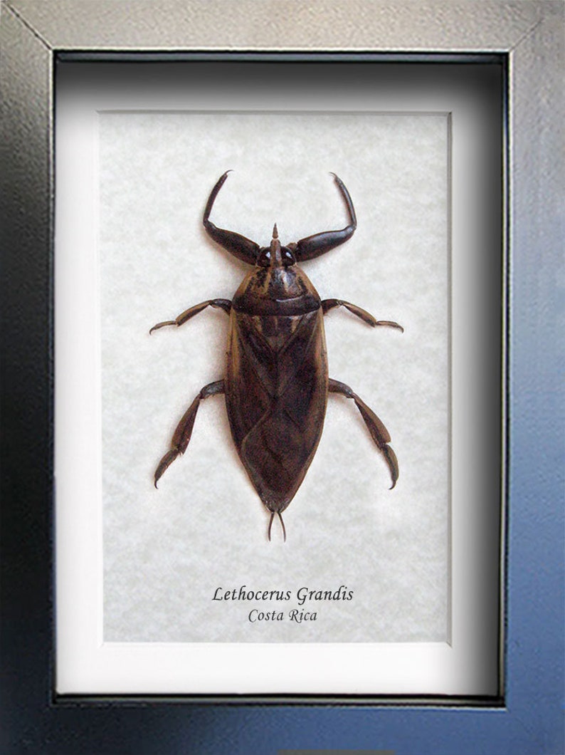 Lethocerus Grandis Real Giant Flying Water Bug Entomology | Etsy