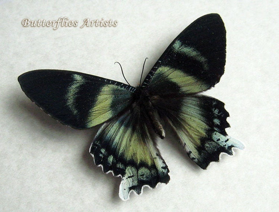 Alcides Agathyrsus Green Blue Teal Day-flying Moth Framed - Etsy