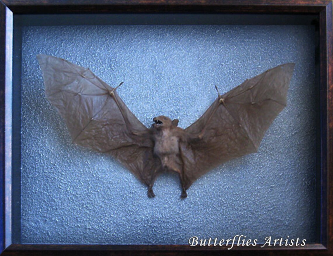 Wolf Faced Eonycteris Spelaea Real Bat Taxidermy Museum - Etsy