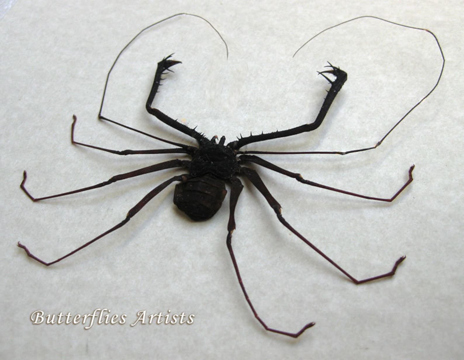 Charon Grayi Real Giant Whip Spider Entomology Collectible - Etsy Hong Kong