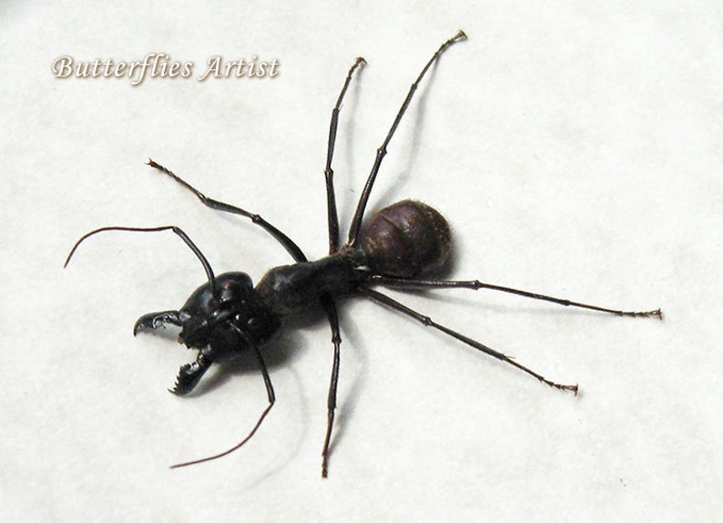 Real Giant Forest Ant Stinging Camponotus Gigas Entomology - Etsy