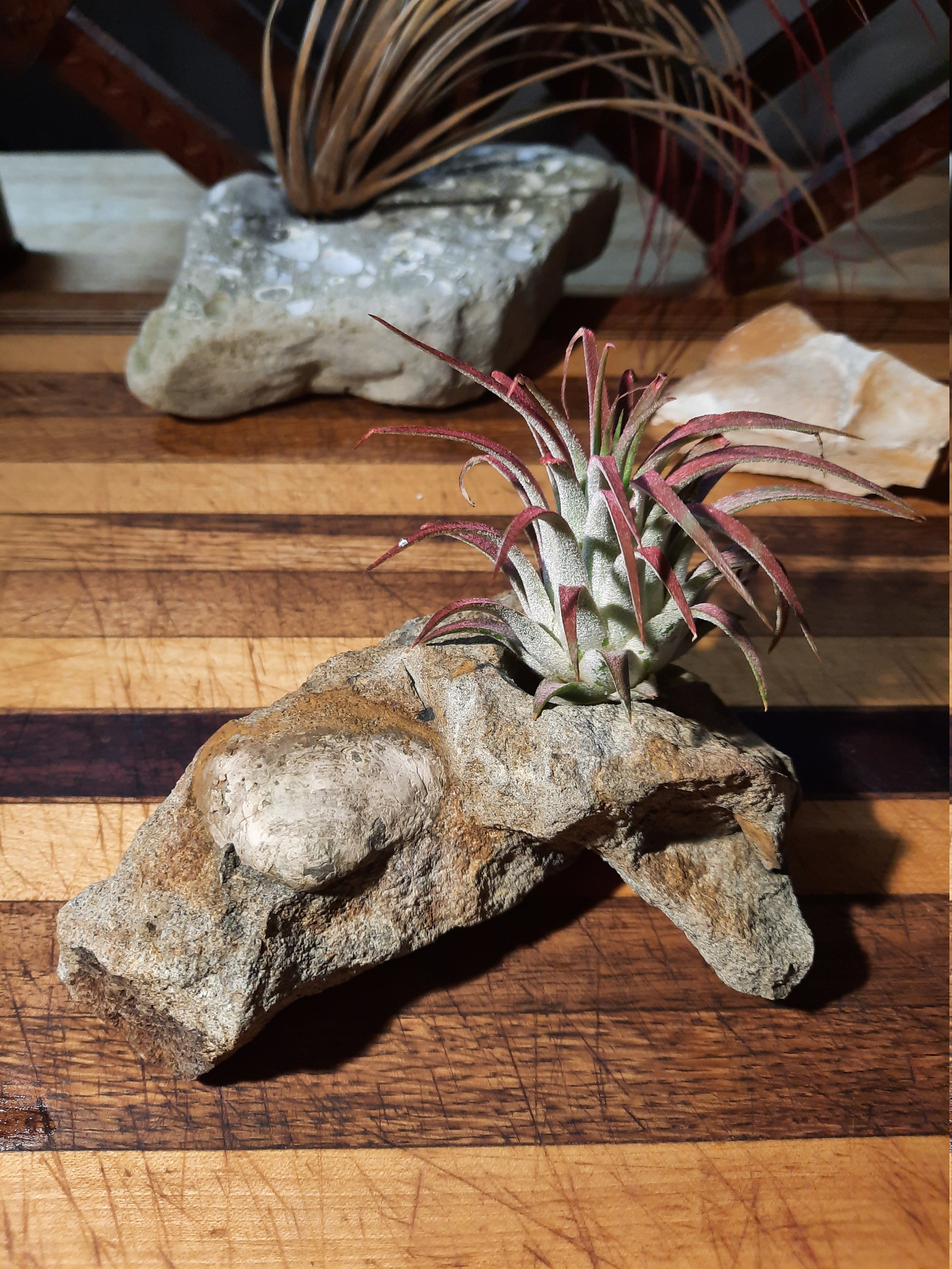 Fossil Clam Shell Air Plant Holder - 30 Million-year-old Clam Fossils ...