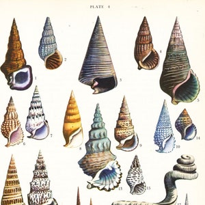 Vintage Watercolor SEASHELL PRINT TURRETS Natural History Print of a ...