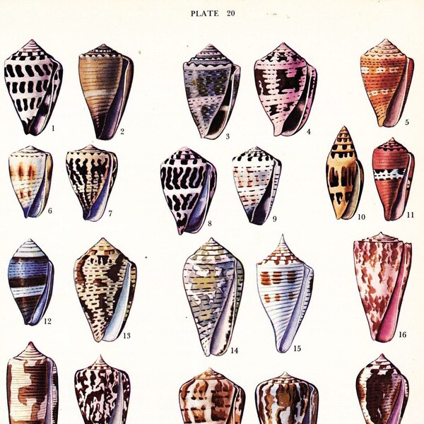 Vintage Seashell Art - Etsy