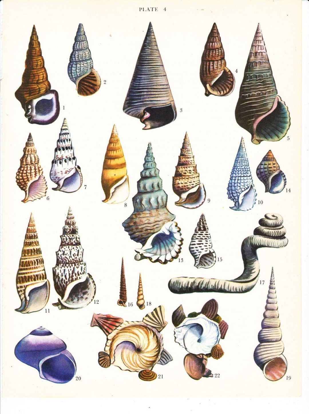 Vintage Watercolor SEASHELL PRINT TURRETS Natural History Print of a ...