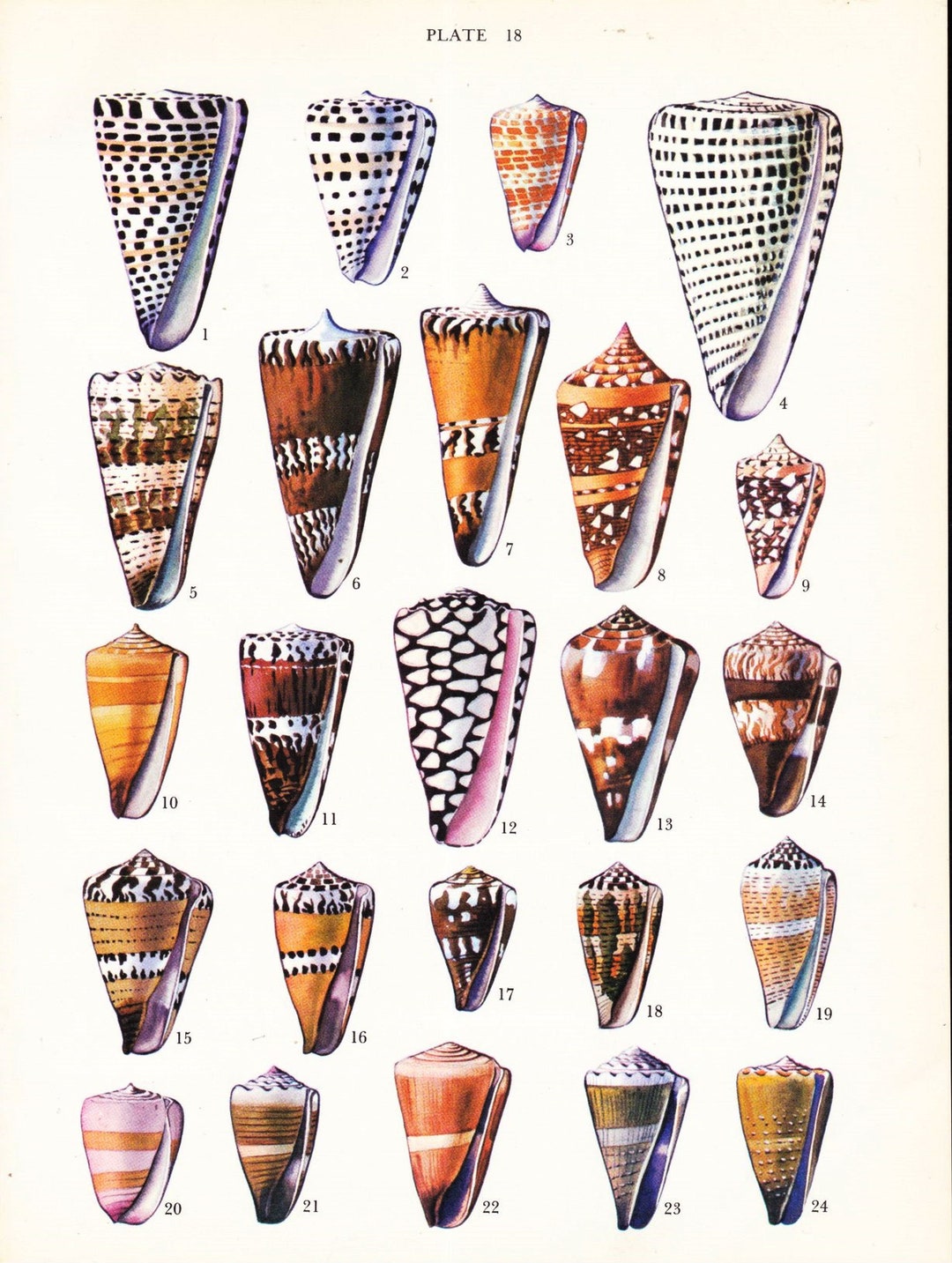 Vintage Watercolor SEASHELL PRINT CONES Natural History Print of a ...