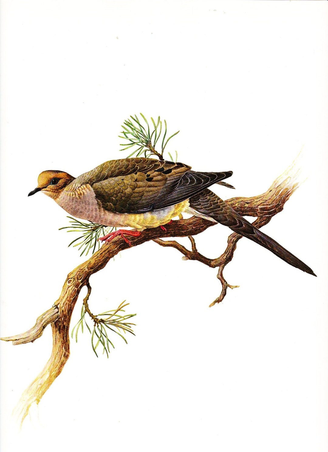 MOURNING DOVE Bird Print Natural History Print of a Mourning Dove ...
