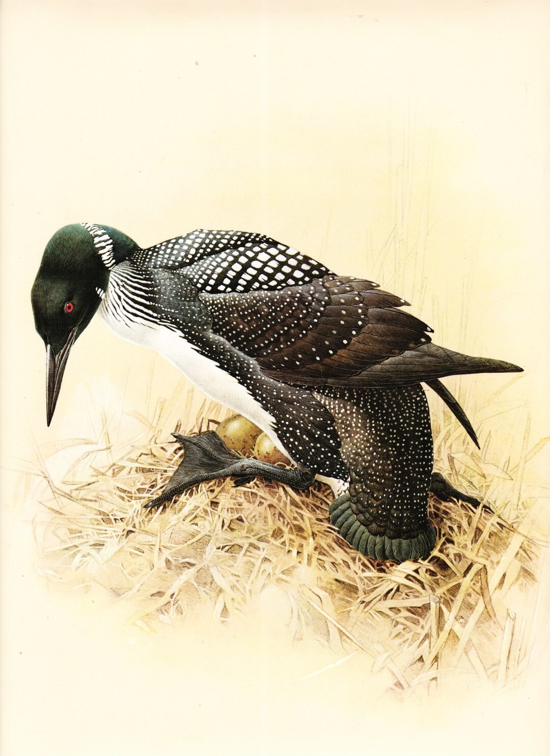 Vintage Common Loon Art Print by J. Fenwick Lansdowne - Etsy