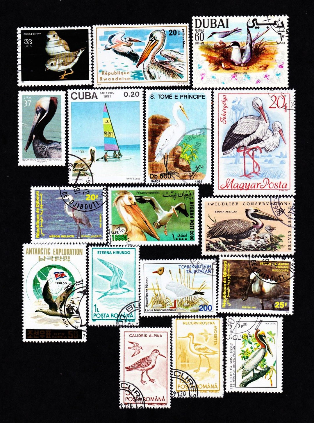 17 SEA and COASTAL BIRDS Sea Gulls, Egrets, Pelicans and Plovers World ...