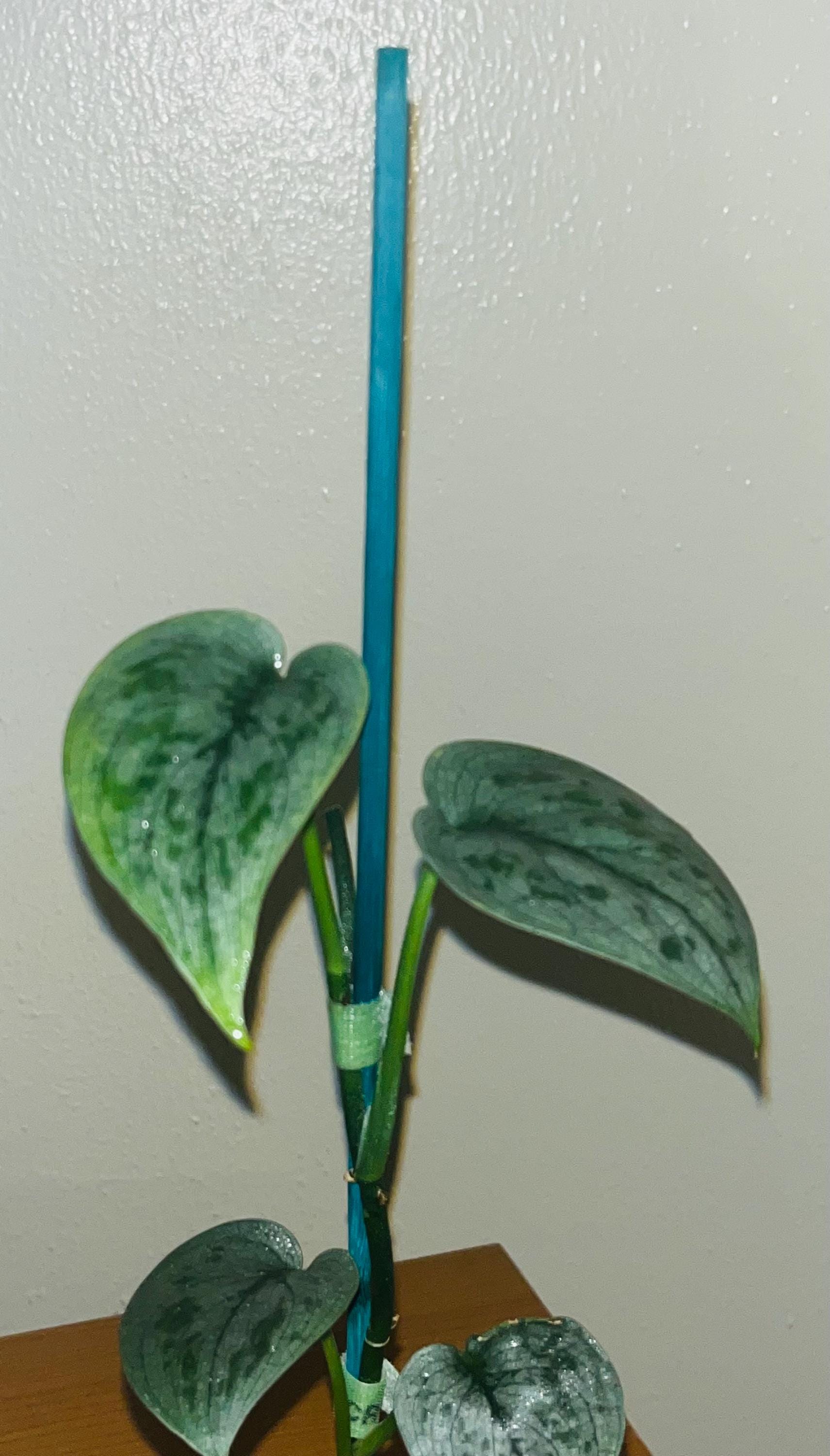 Scindapsus Pictus Tattoo - Etsy