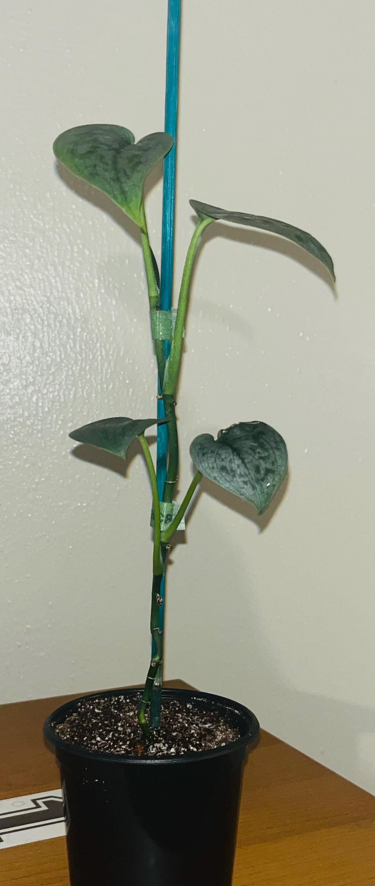 Scindapsus Pictus Tattoo - Etsy