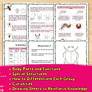Backyard Summer Bugs Unit Study. Insect, Scorpion, Spider, Snail ...