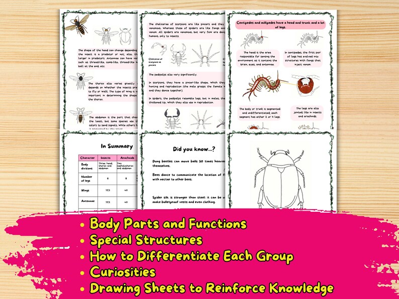 Backyard Summer Bugs Unit Study. Insect, Scorpion, Spider, Snail ...