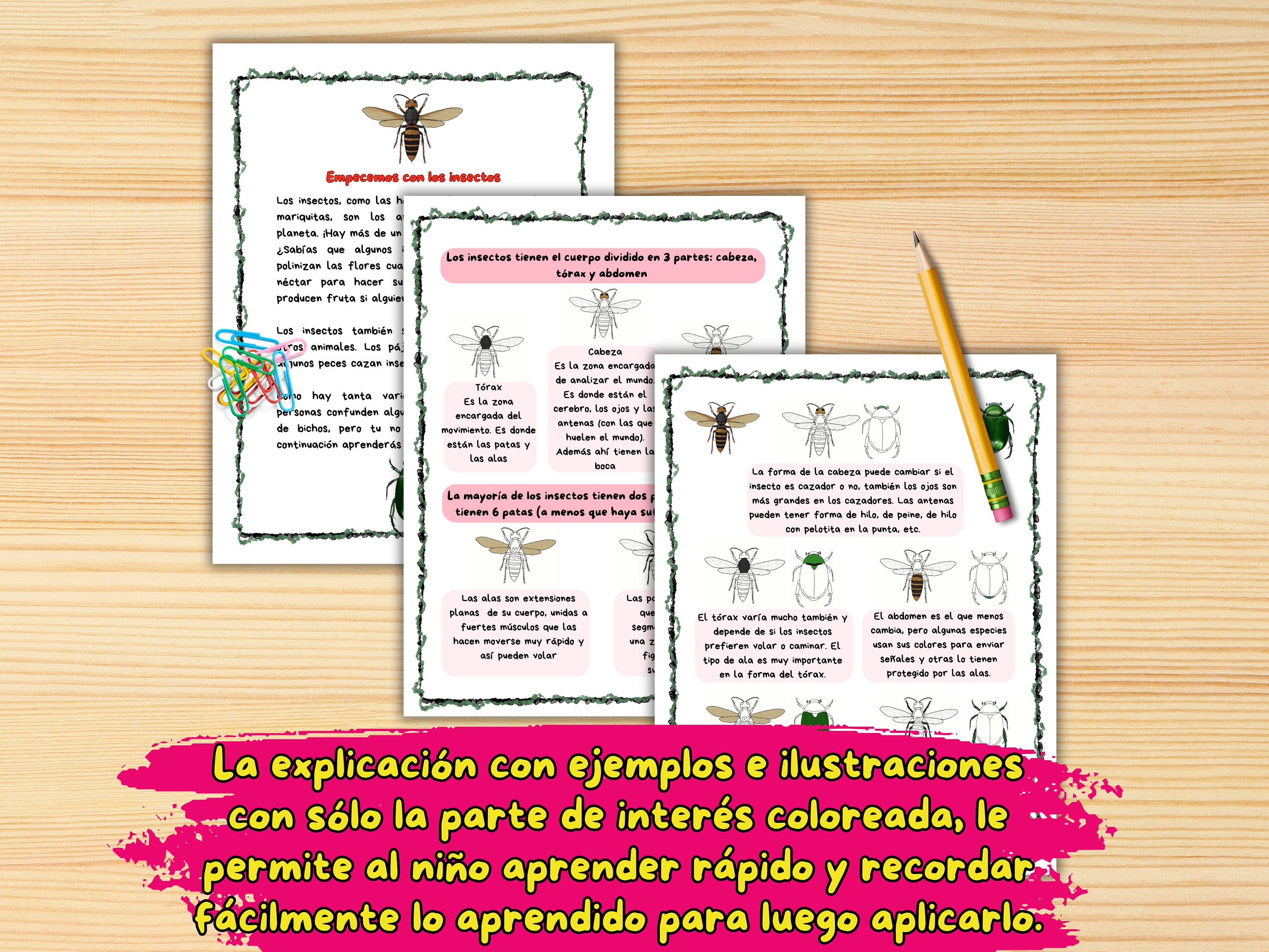 Estudio De Bichos. Cómo Identificar Insectos, Arácnidos, Caracoles Y ...