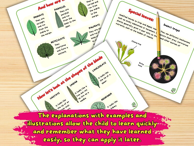 Leaf Unit Study: Plant Summer Backyard Activity. Botany for Children ...