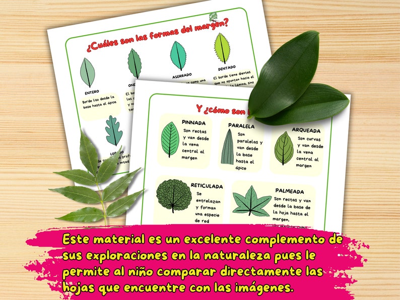 Estudio De Las Hojas: Anatomía De Plantas Y Botánica Para Niños ...