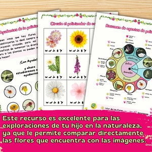 Polinización Para Niños. Relación Entre El Tipo De Polinizador Y Las ...