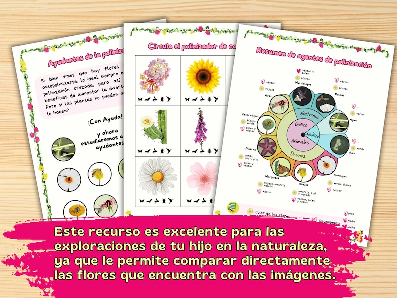 Polinización Para Niños. Relación Entre El Tipo De Polinizador Y Las ...