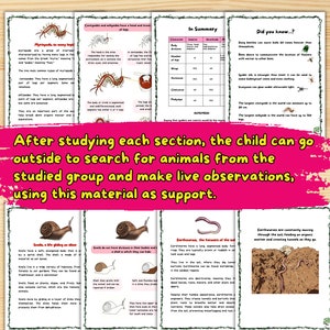 Backyard Summer Bugs Unit Study. Insect, Scorpion, Spider, Snail ...