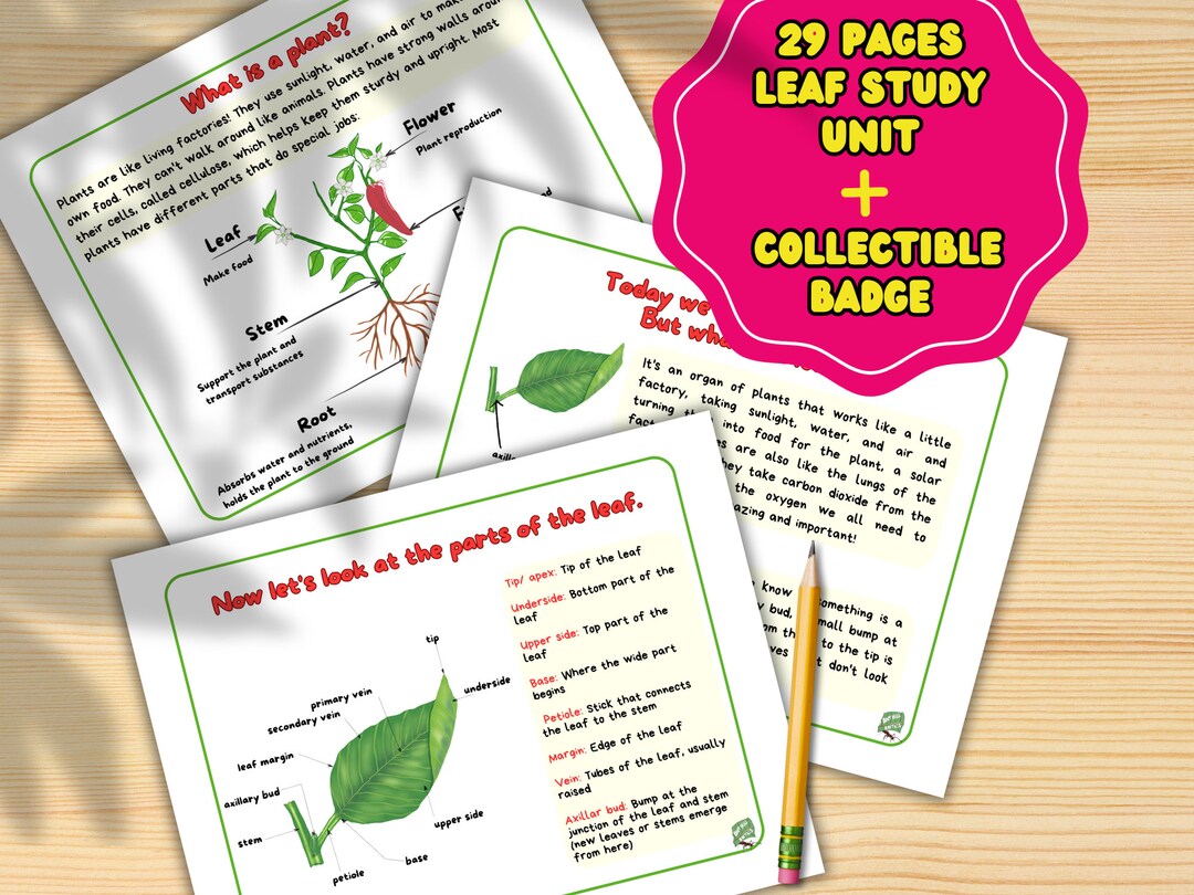 Leaf Unit Study: Plant Summer Backyard Activity. Botany for Children ...
