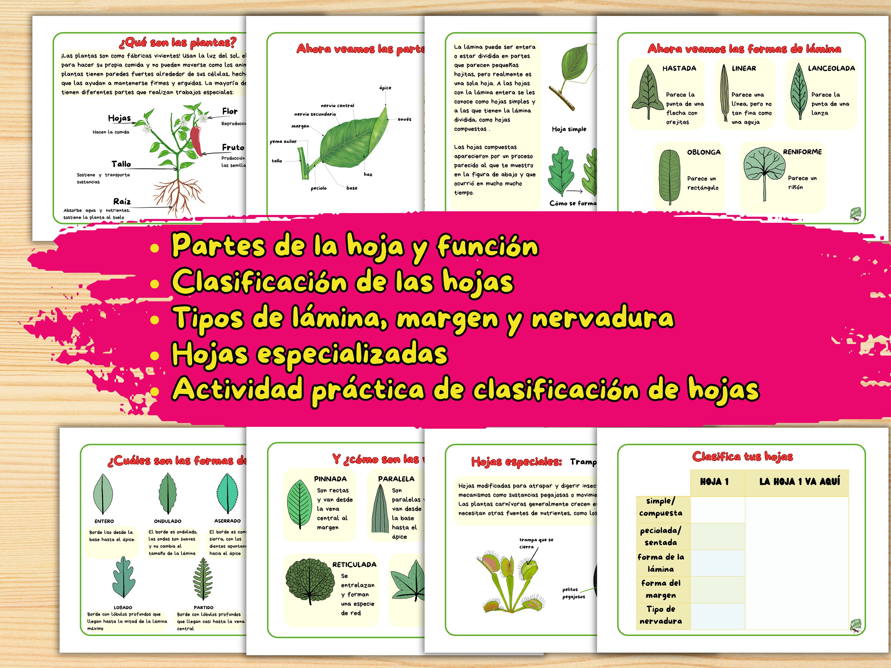 Estudio De Las Hojas: Anatomía De Plantas Y Botánica Para Niños ...