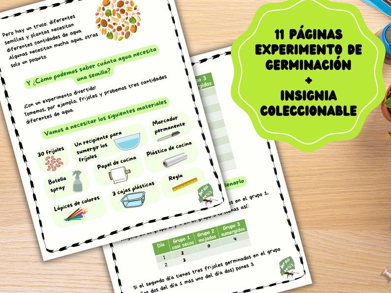 Experimento De Germinación De Semillas, Actividad Práctica Para Niños ...