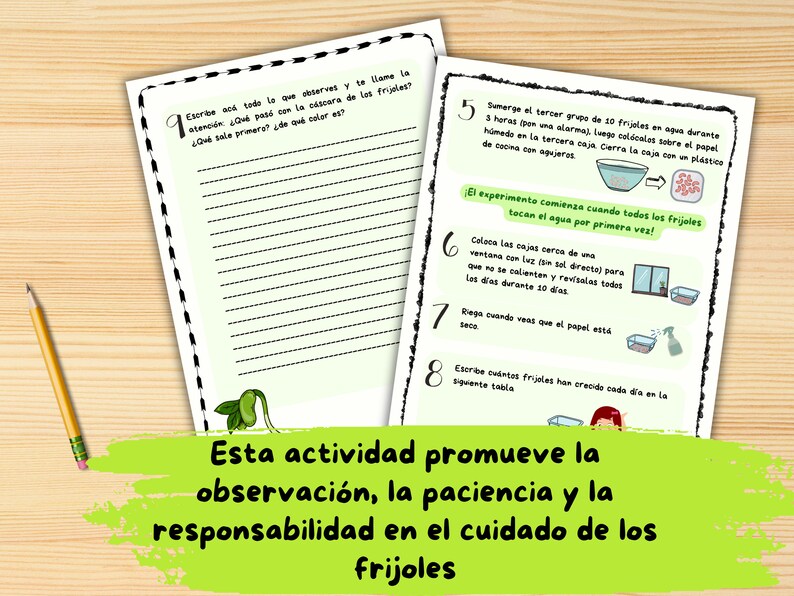 Experimento De Germinación De Semillas, Actividad Práctica Para Niños ...