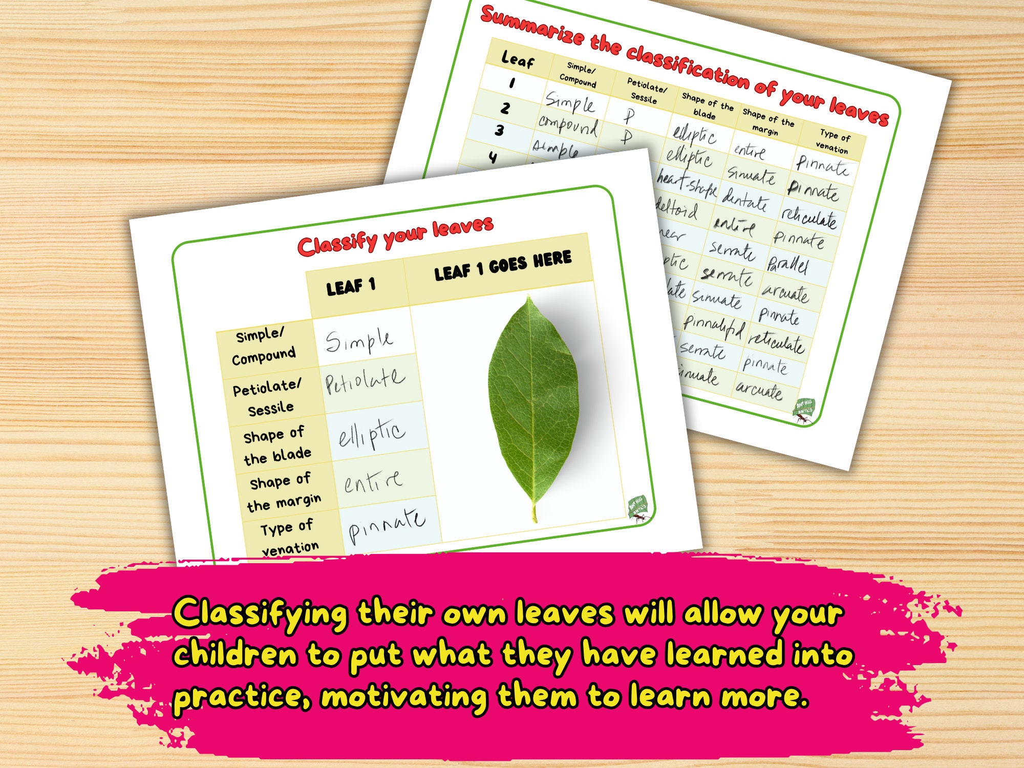 Leaf Unit Study: Plant Summer Backyard Activity. Botany for Children ...