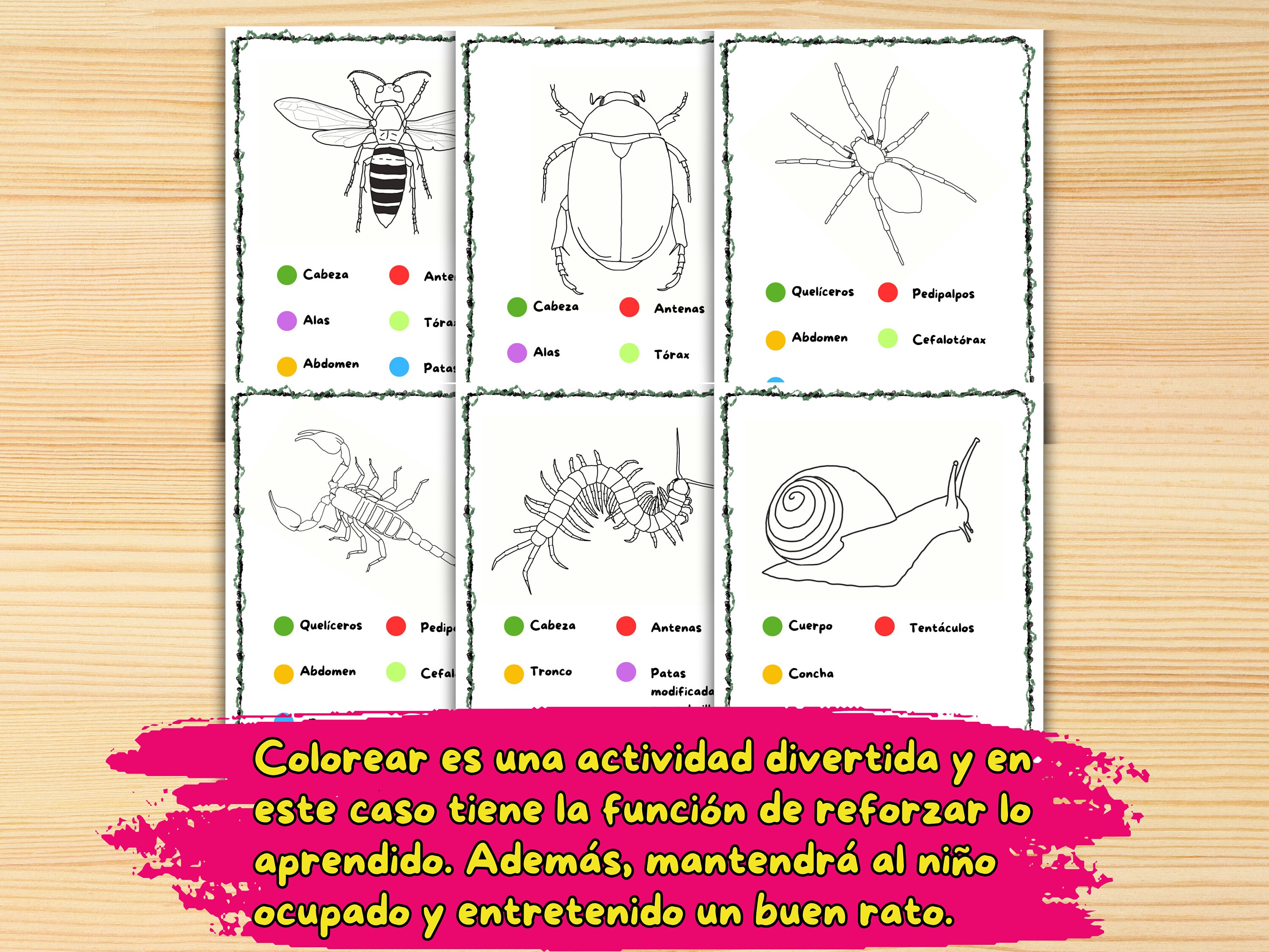 Estudio De Bichos. Cómo Identificar Insectos, Arácnidos, Caracoles Y ...