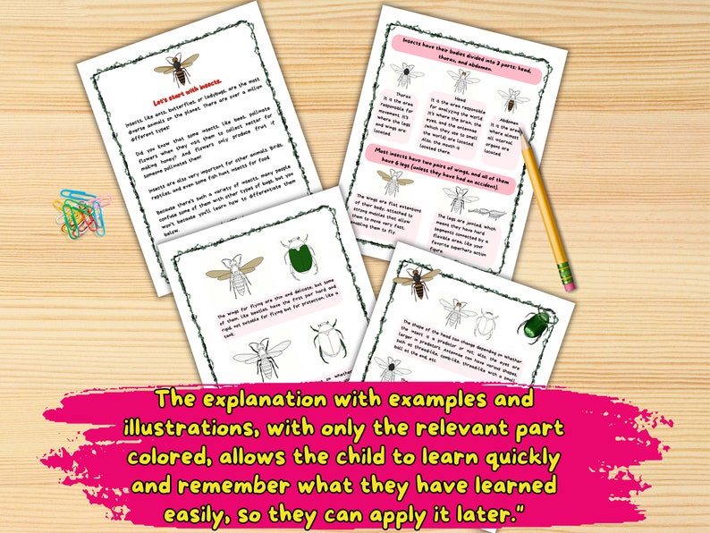Backyard Summer Bugs Unit Study. Insect, Scorpion, Spider, Snail ...