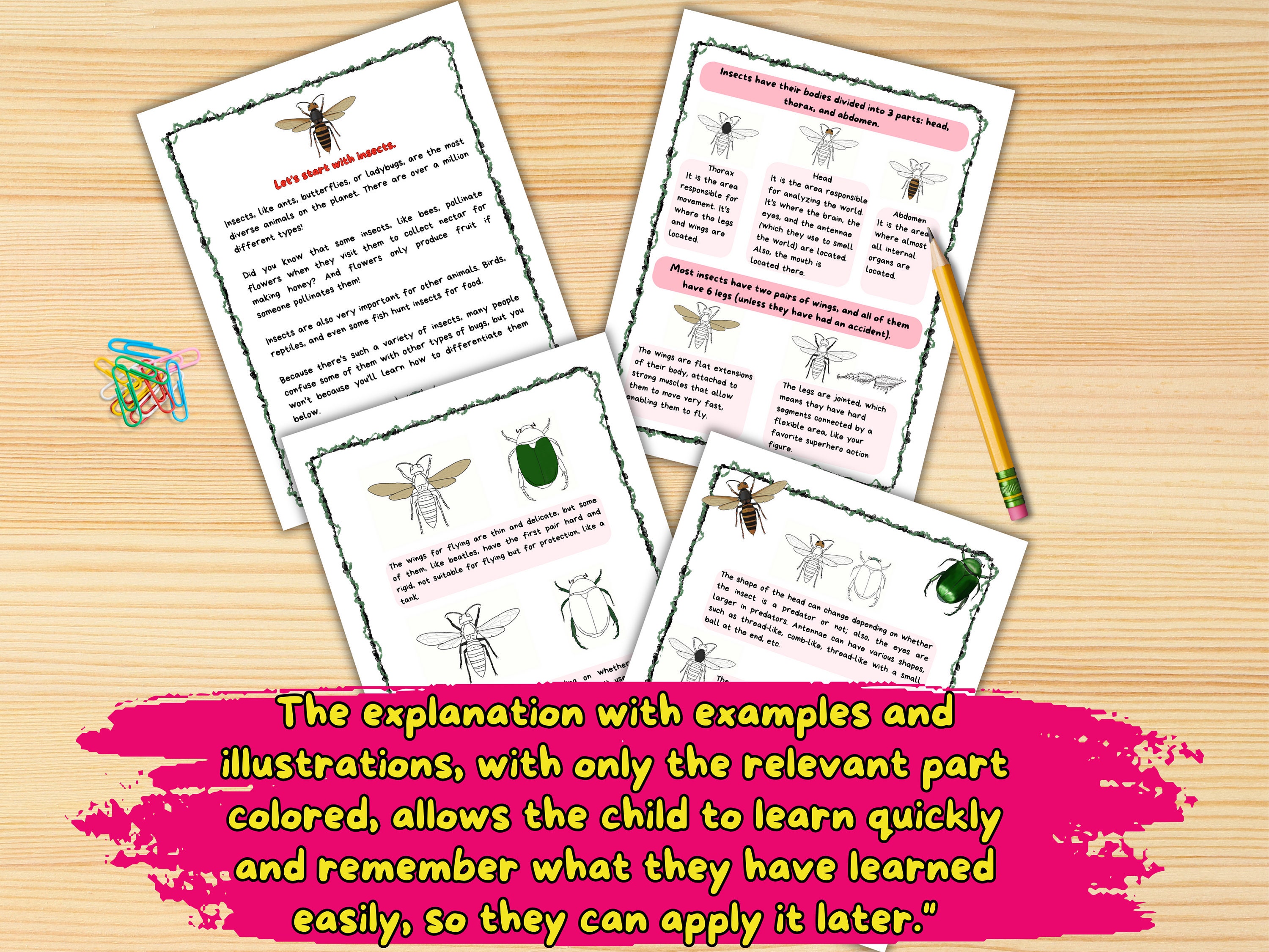 Backyard Summer Bugs Unit Study. Insect, Scorpion, Spider, Snail ...