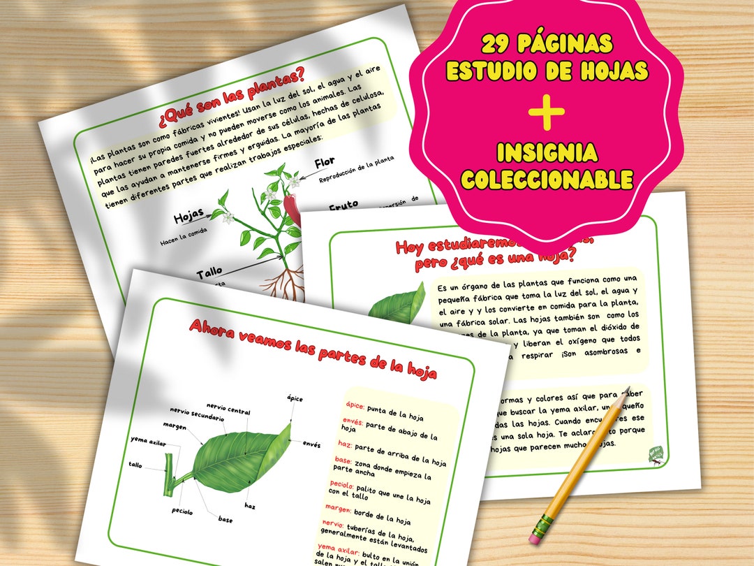 Estudio De Las Hojas: Actividad De Anatomía De Plantas. Botánica Para ...