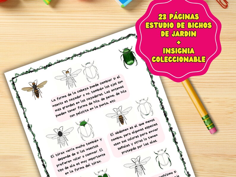 Estudio De Bichos. Cómo Identificar Insectos, Arácnidos, Caracoles Y ...