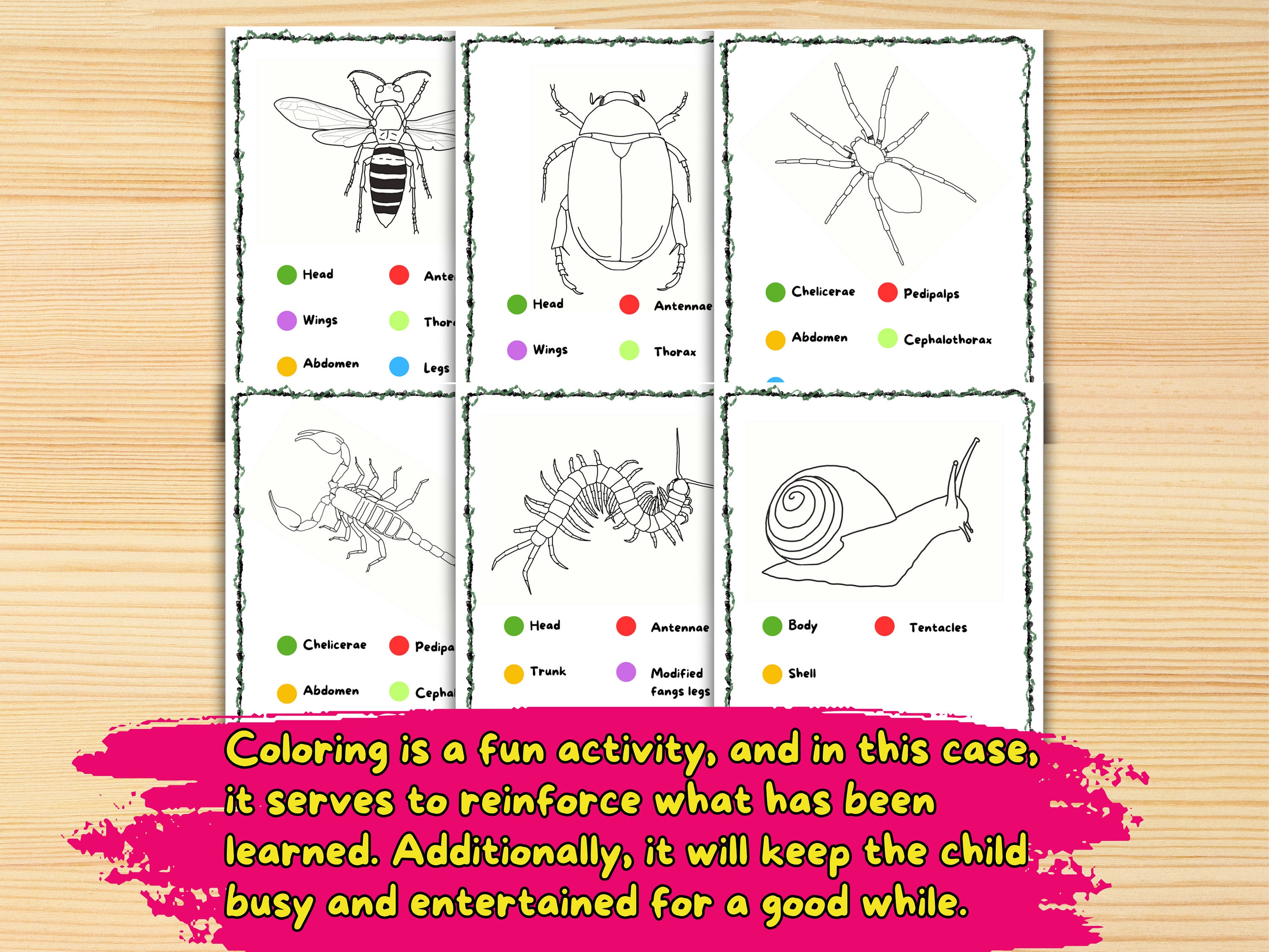 Backyard Summer Bugs Unit Study. Insect, Scorpion, Spider, Snail ...