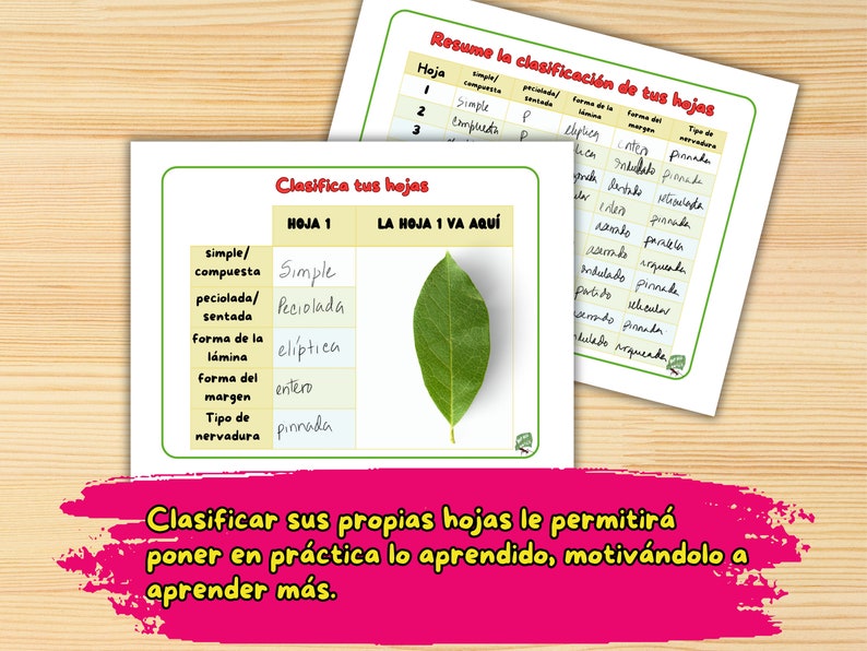 Estudio De Las Hojas: Anatomía De Plantas Y Botánica Para Niños ...