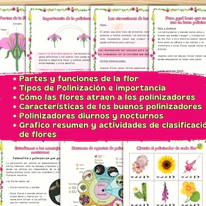 Polinización Para Niños. Relación Entre El Tipo De Polinizador Y Las ...