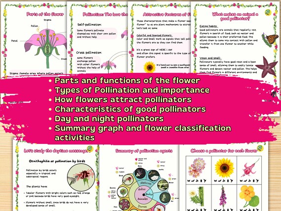 Pollination For Kids Worksheets