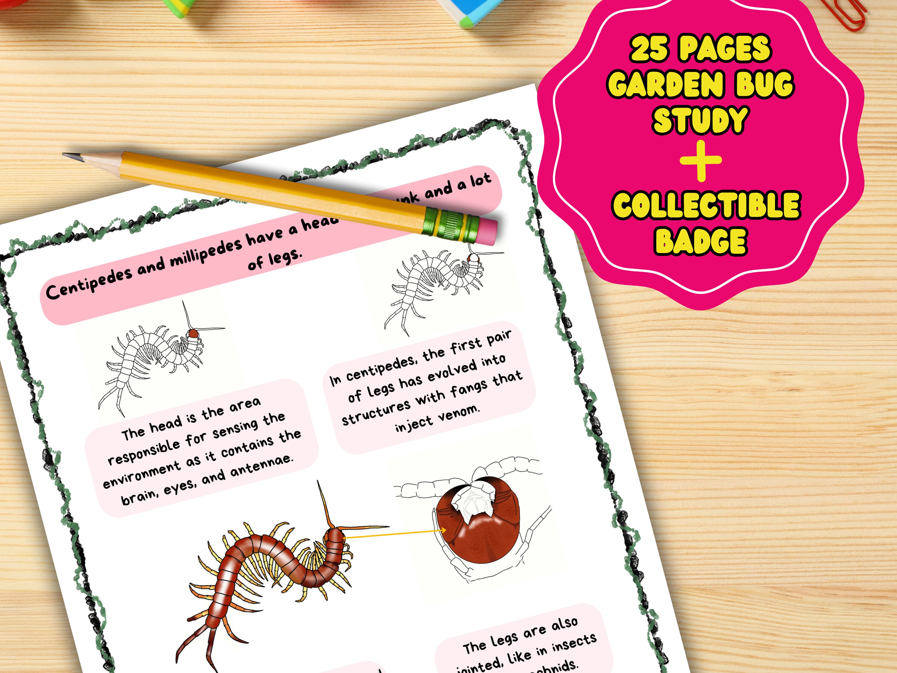 Backyard Summer Bugs Unit Study. Insect, Scorpion, Spider, Snail ...