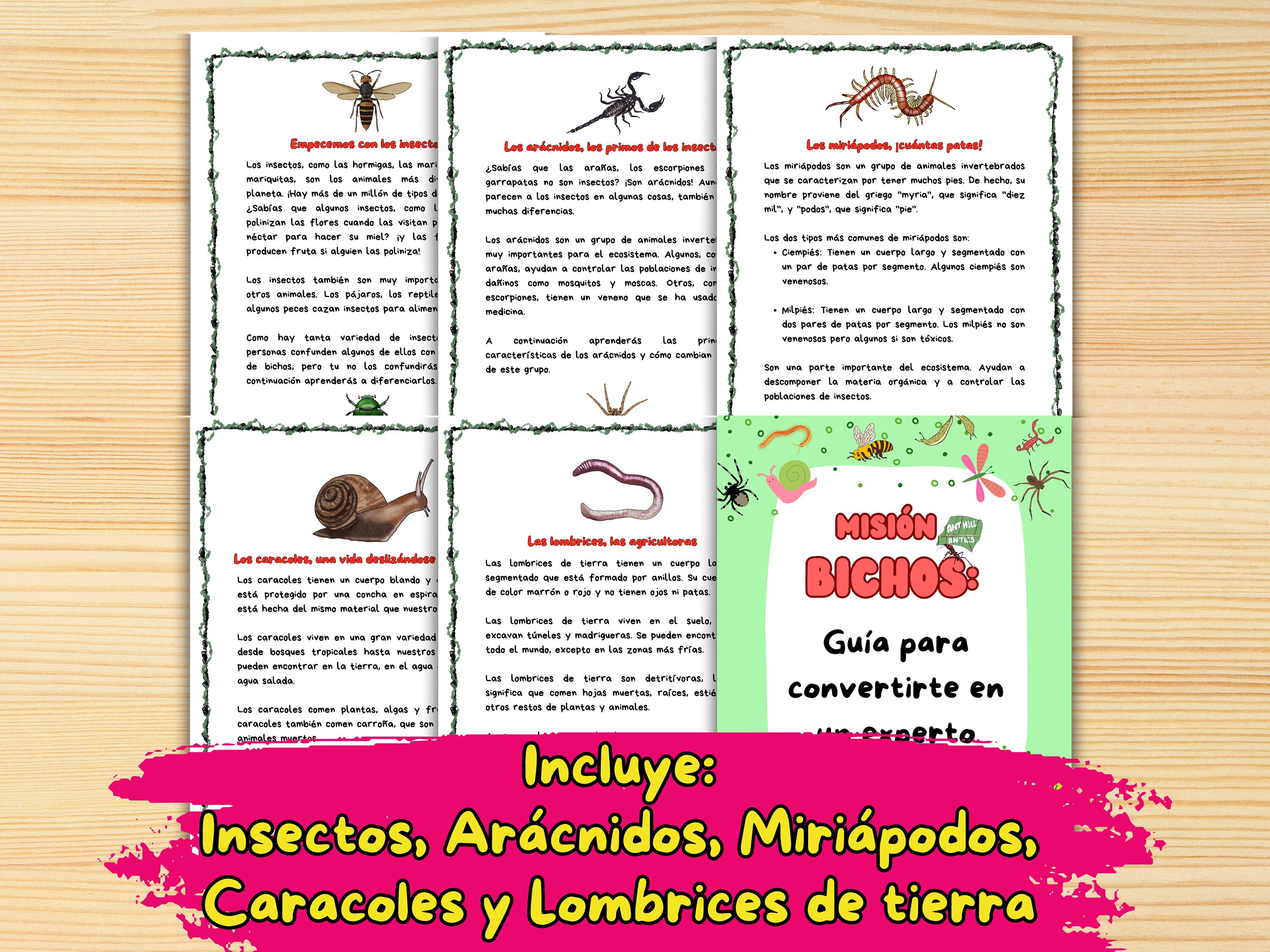 Estudio De Bichos. Cómo Identificar Insectos, Arácnidos, Caracoles Y ...