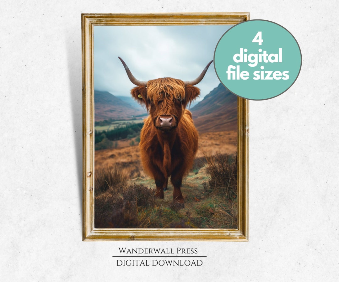 Highland Cow Poster Print, Farm House Art, Cow Gifts, Cute Highland Cow ...