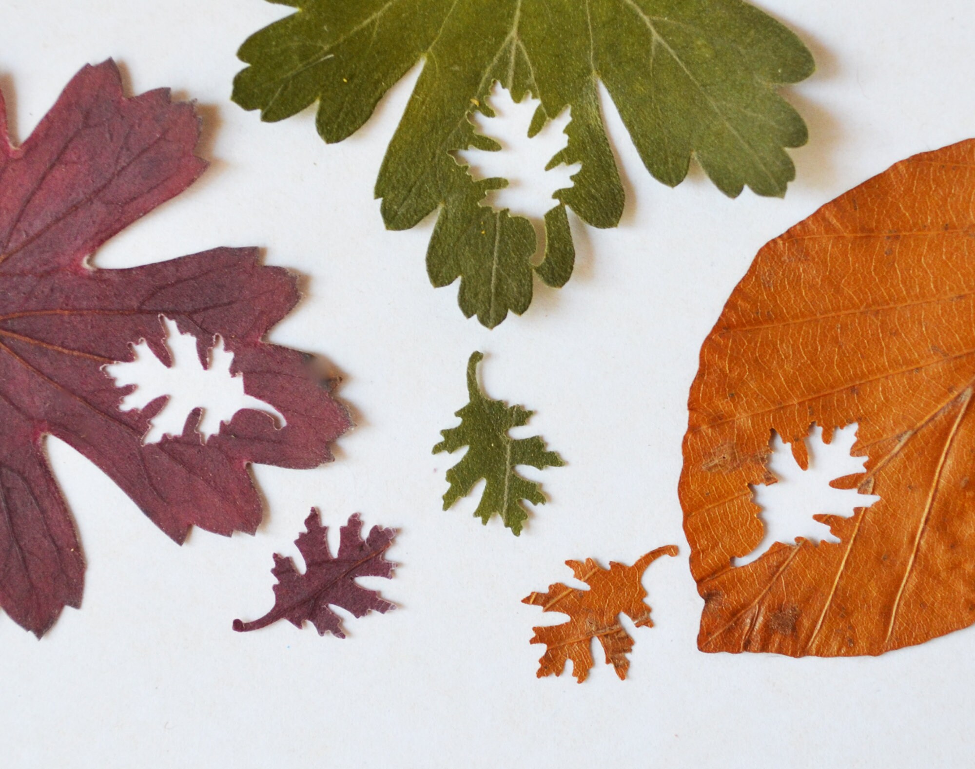 Mini Dried Leaves for Miniature Gardens, Dollshouses, Dioramas, Leaf ...