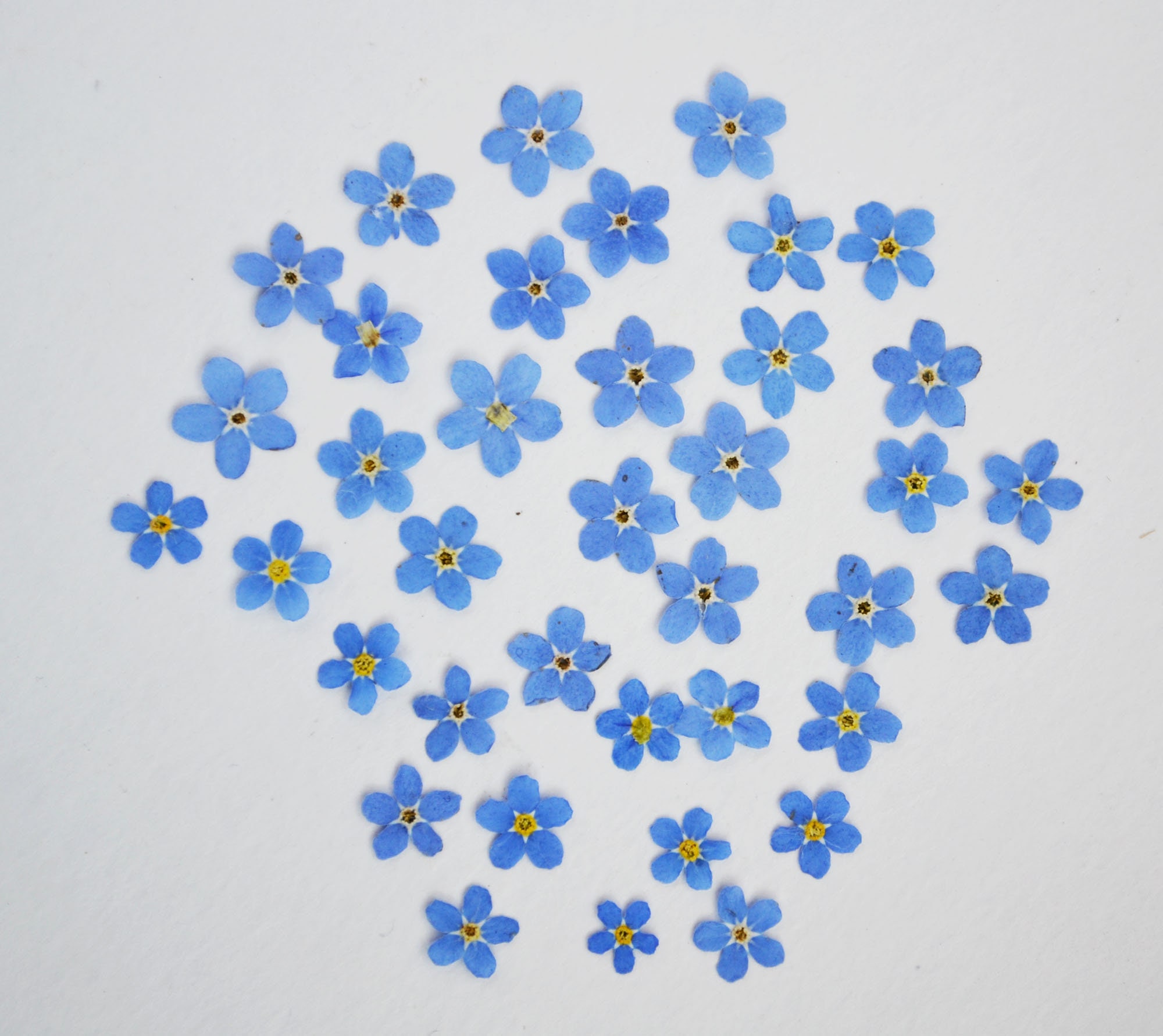40 Pcs Pressed Forget Me Not Dried Flowers for Crafting for - Etsy