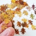 Mini Dried Leaves for Miniature Gardens, Dollshouses, Dioramas, Leaf ...