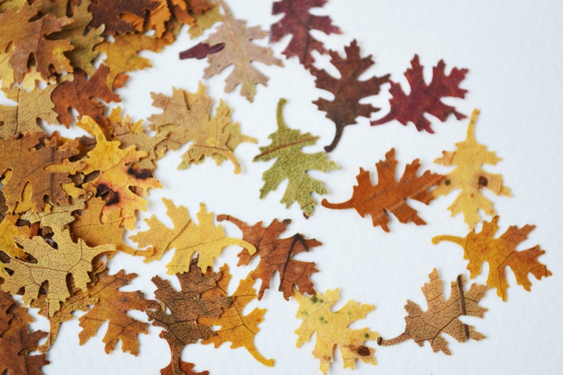 Mini Dried Leaves for Miniature Gardens, Dollshouses, Dioramas, Leaf ...