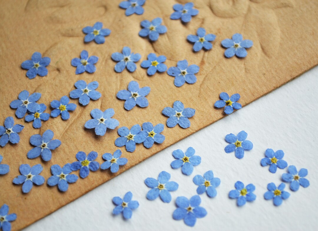 40 Pcs Pressed Forget Me Not, Dried Flowers for Crafting, for Resin ...