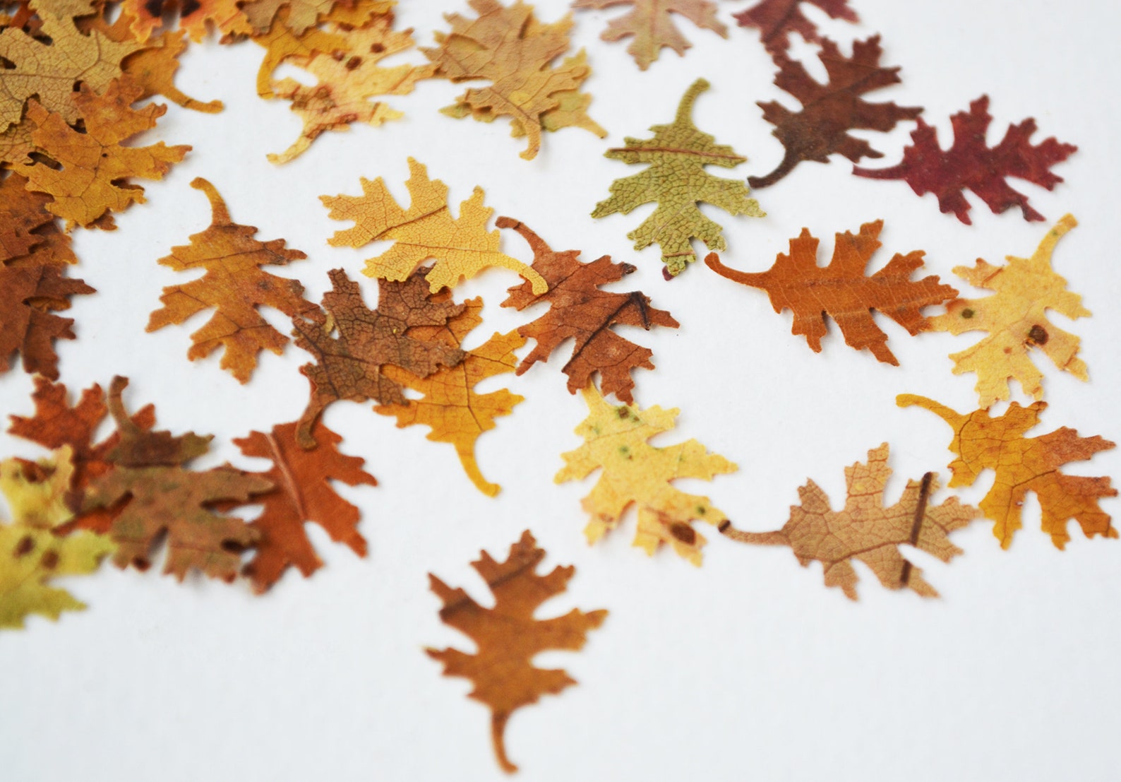 Mini Dried Leaves for Miniature Gardens, Dollshouses, Dioramas, Leaf ...