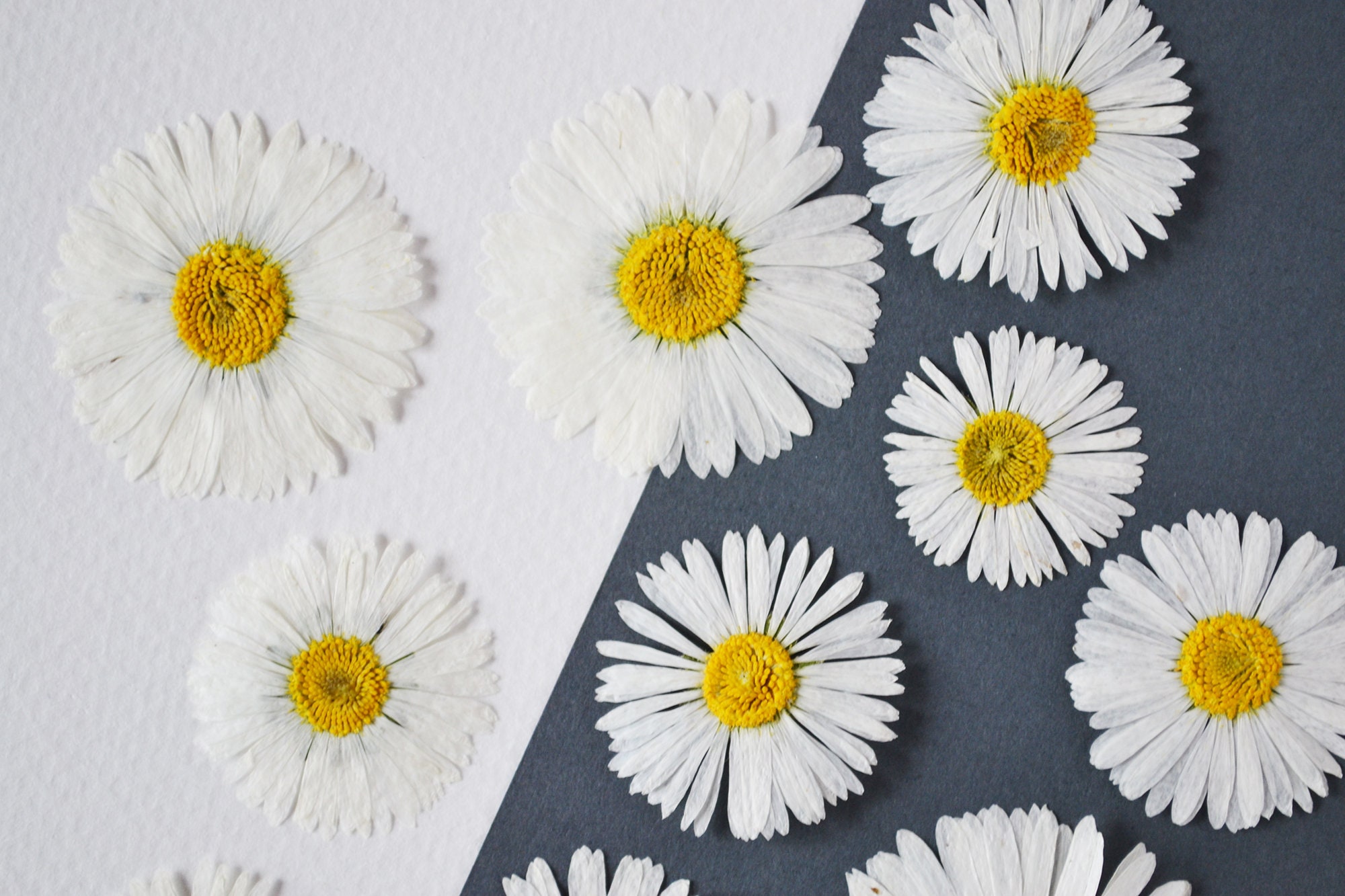 10 Pcs Pressed Daisy Flowers, Dried Flowers for Crafting, for Resin ...