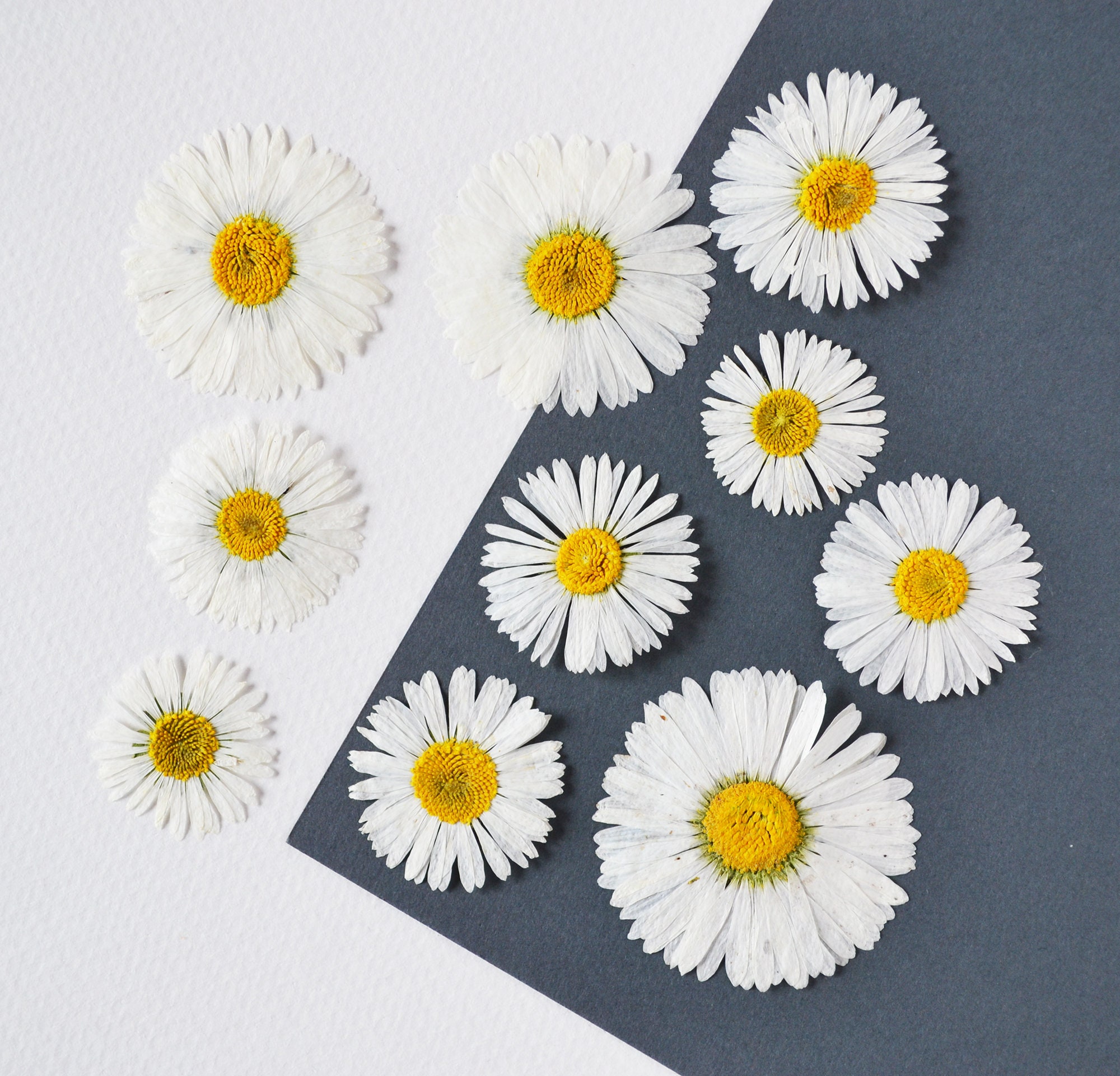 10 Pcs Pressed Daisy Flowers, Dried Flowers for Crafting, for Resin ...