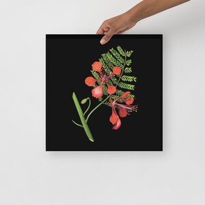 Flamboyan Poster/ Flower Art - Etsy